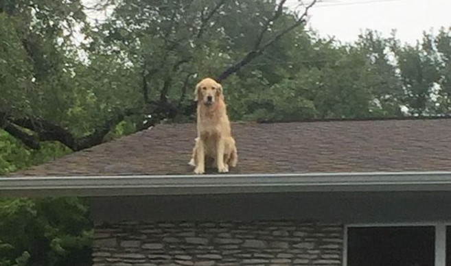 Family Explains Why Their Dog Is On The Roof | Funzug.com